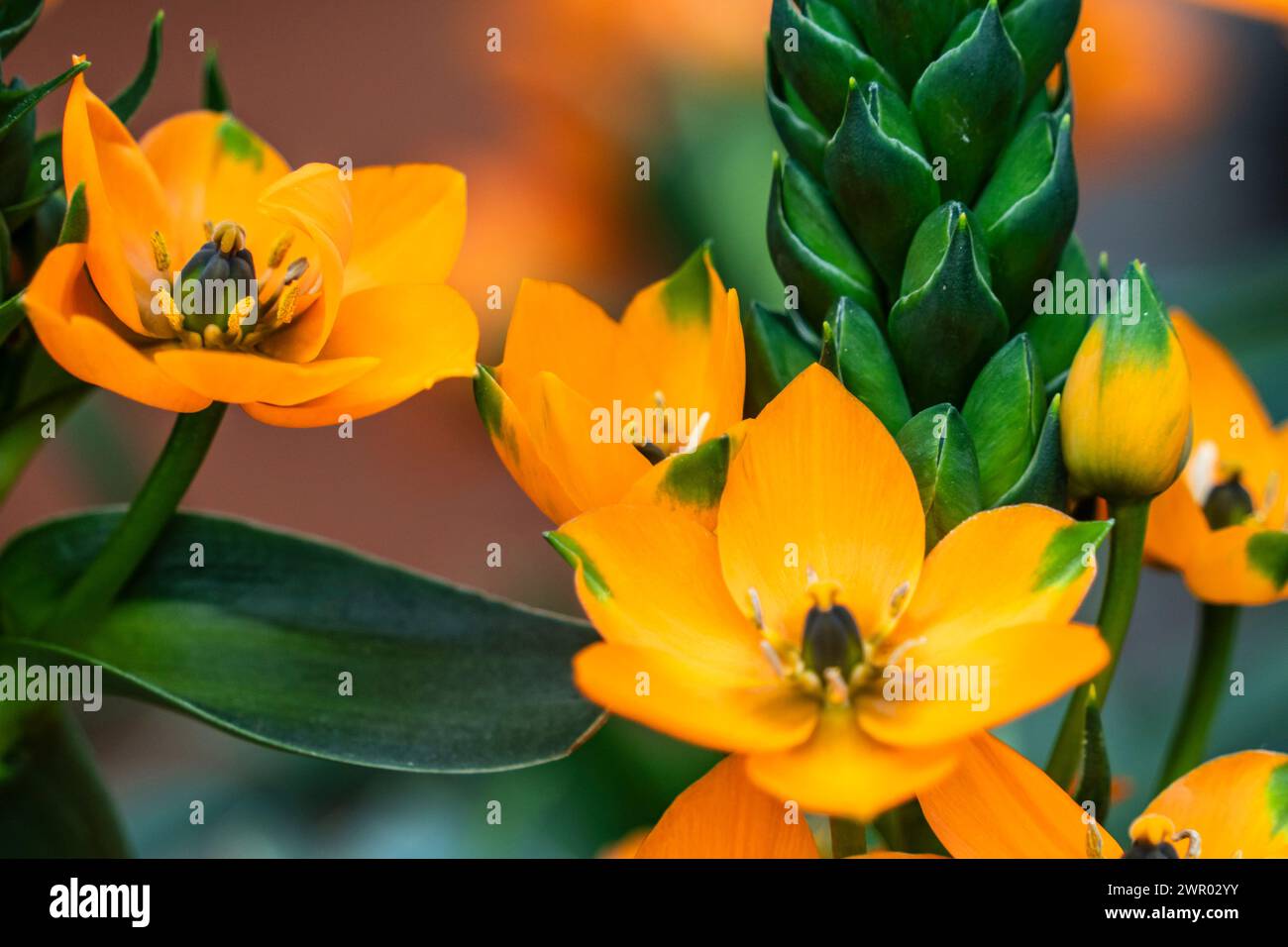 Ornithogalum dubium with orange flowers, family Asparagaceae, Mallorca ...