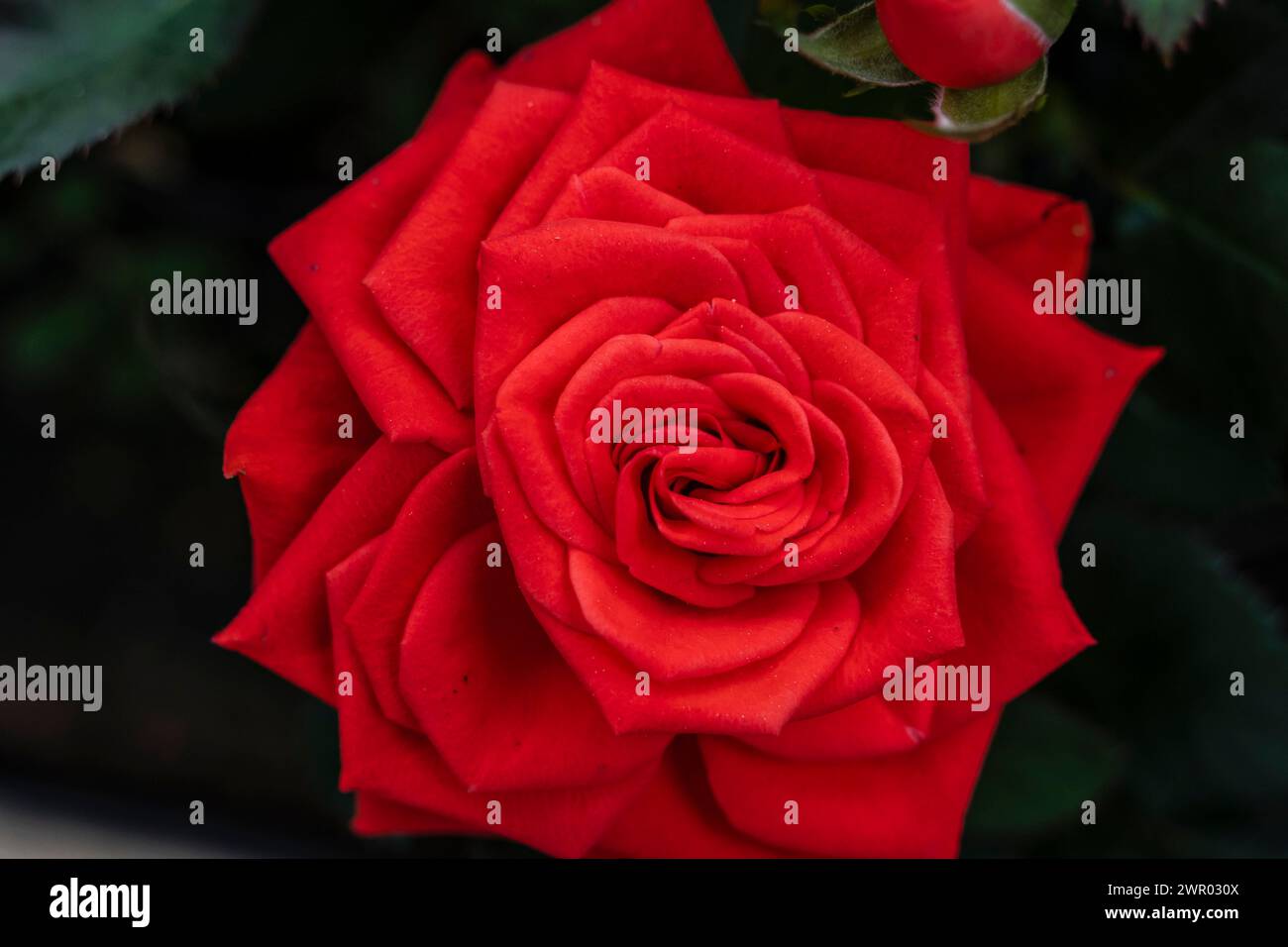 red rose flower, Mallorca, balearic islands, Spain Stock Photo - Alamy