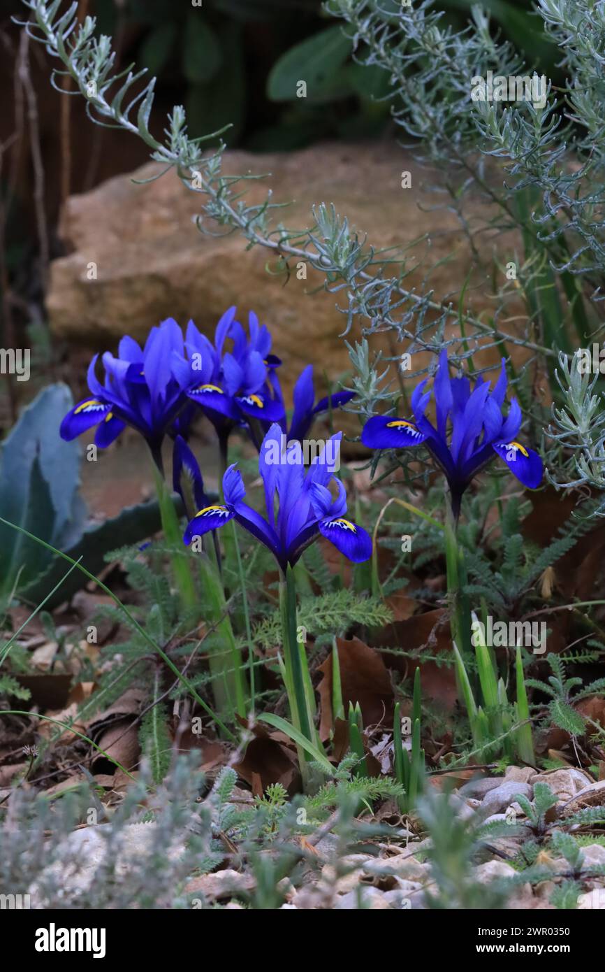Dwarf spring iris in flower Stock Photo - Alamy