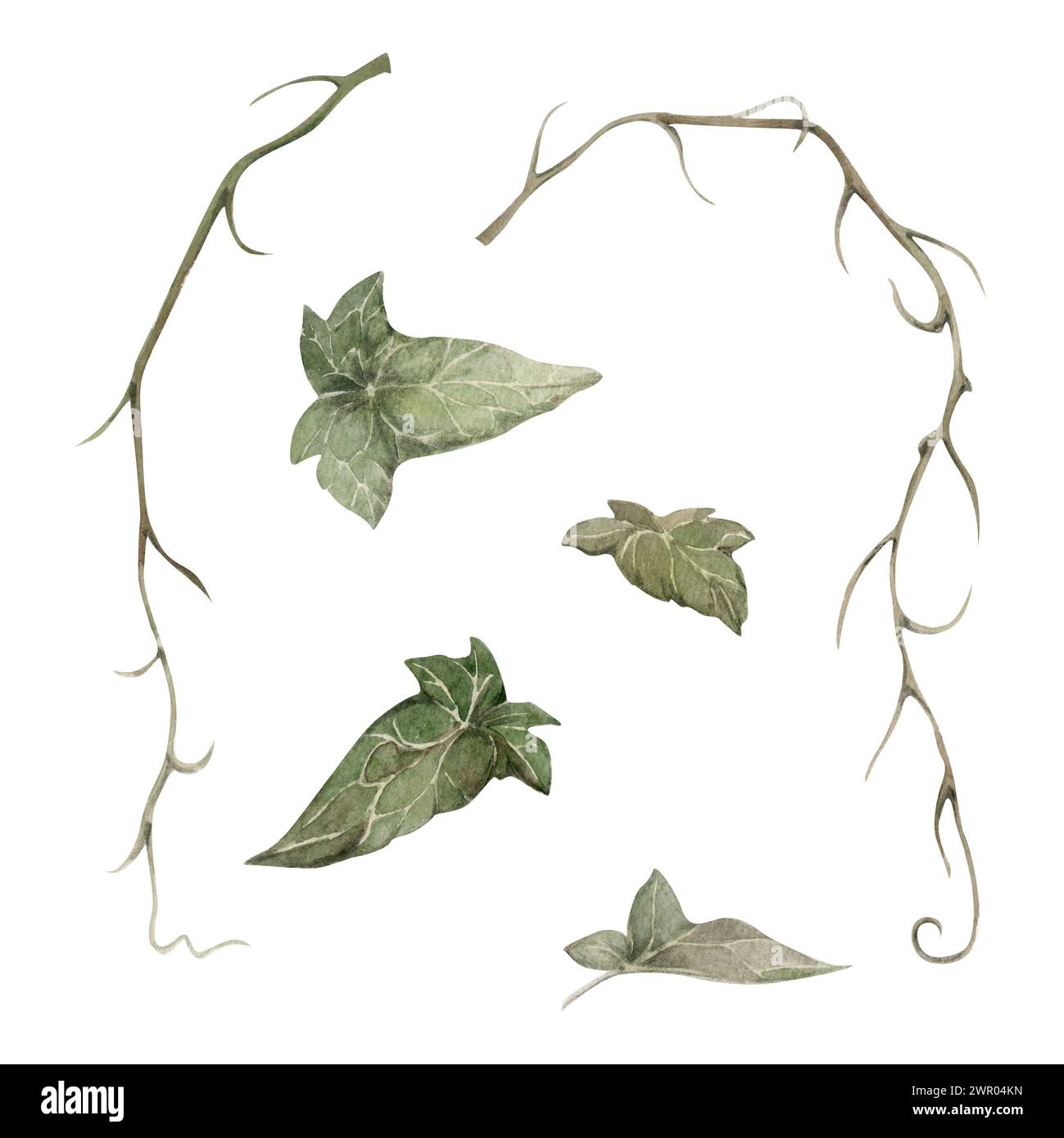 Hand drawn watercolor illustration botanical. Green ivy hanging tendril ...