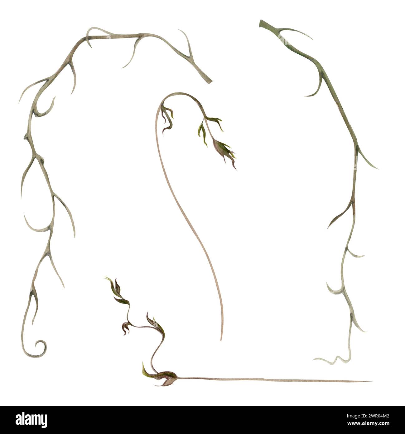 Hand drawn watercolor illustration botanical. Green ivy hanging tendril ...