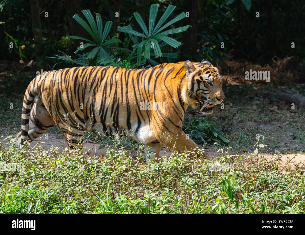 A tiger walking along a rainforest path Stock Photo - Alamy