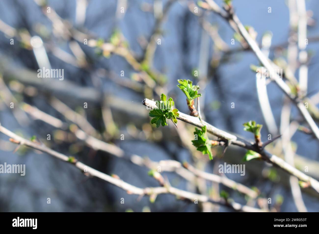 early spring green in the garden Stock Photo - Alamy