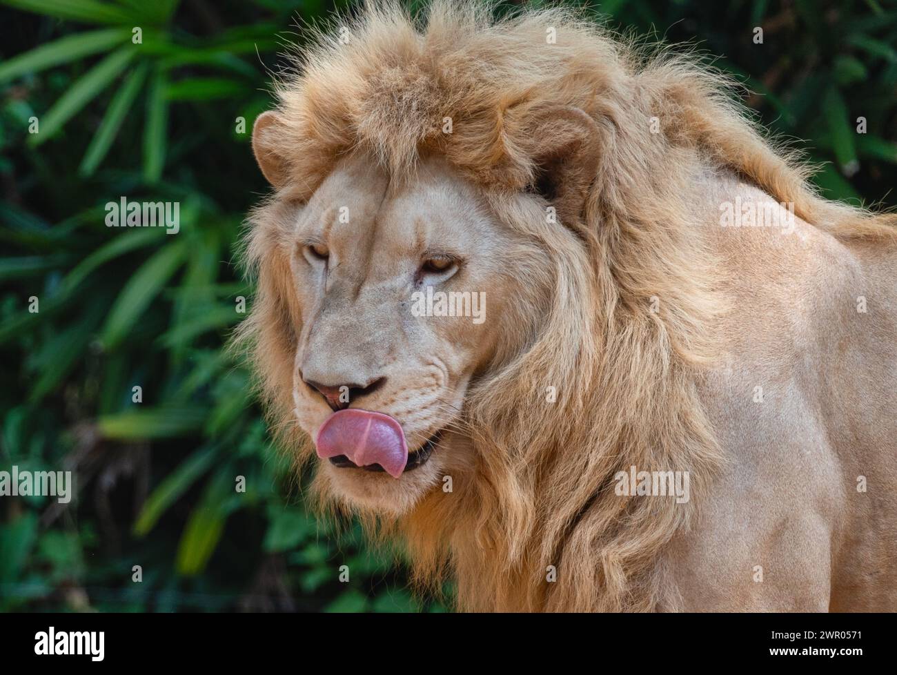Portrait of a lion licking his lips with his tongue, close-up Stock ...