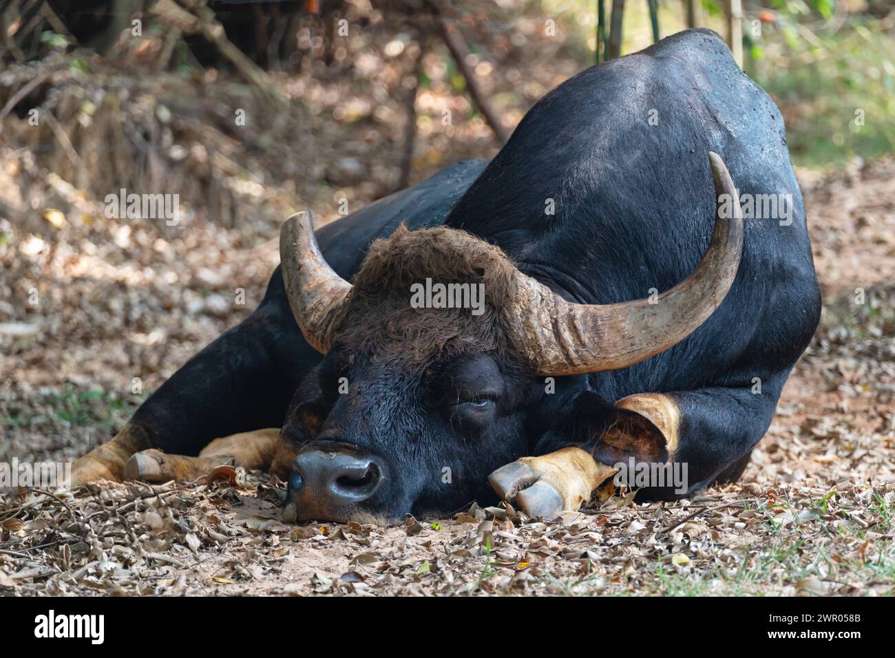 Horn sawn hi-res stock photography and images - Alamy