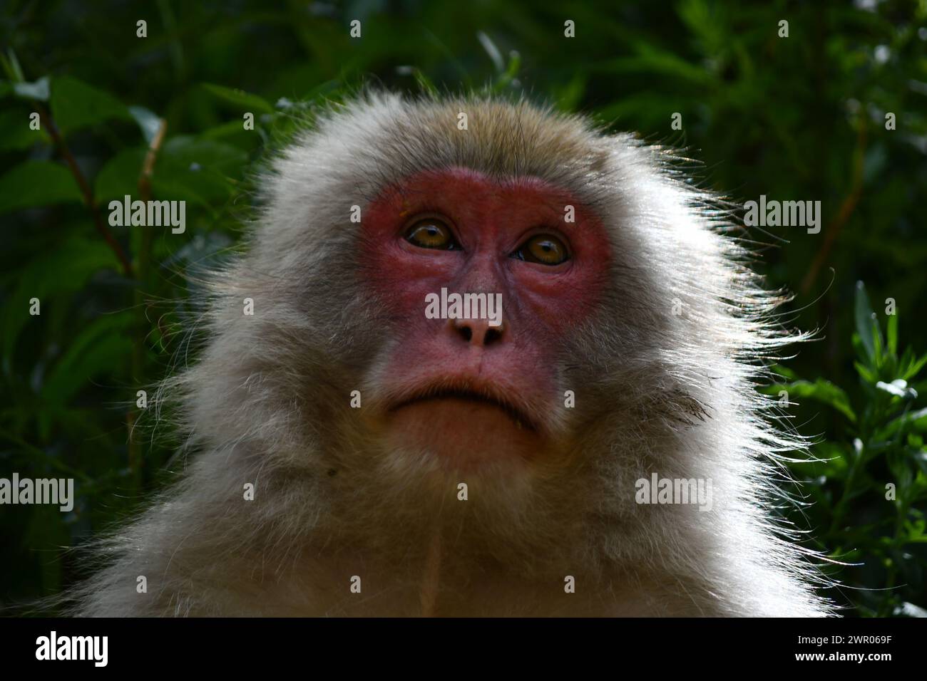 Animali in giappone hi-res stock photography and images - Alamy