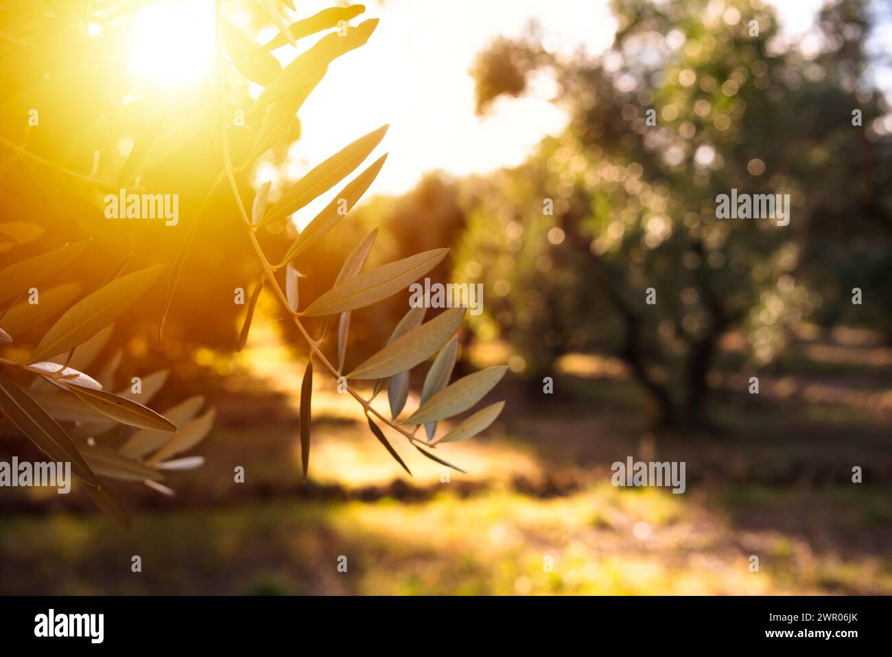 Olive tree branches lit by sun Stock Photo - Alamy