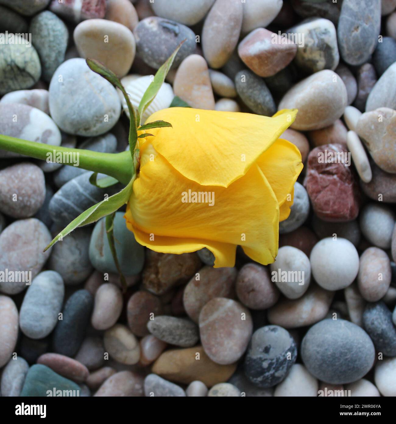 Pebbles flower hi-res stock photography and images - Alamy