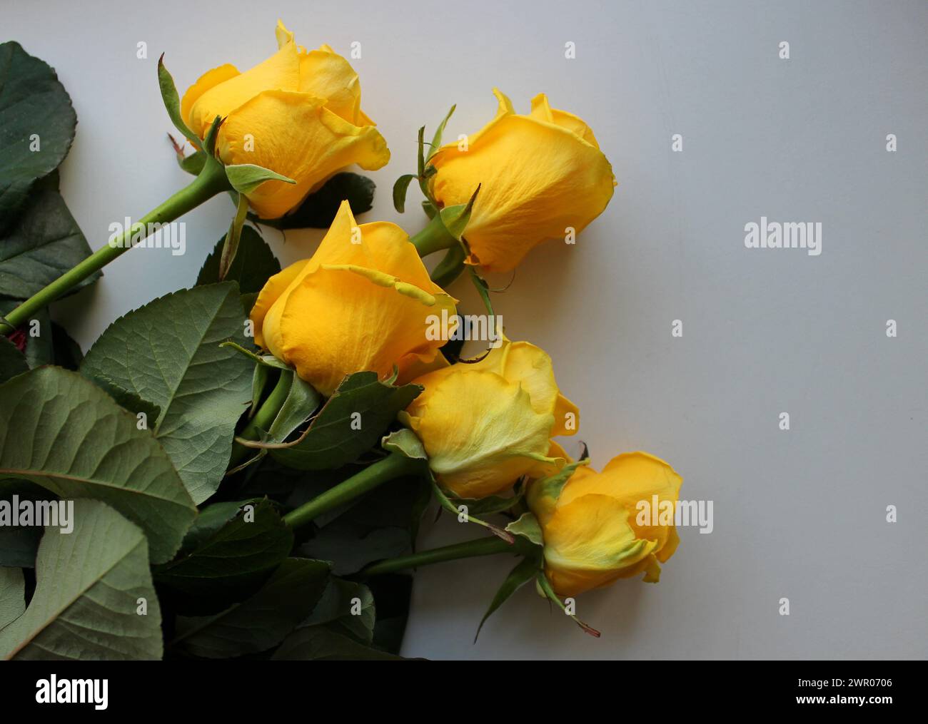 Bouquet Of Blooming Bright Yellow Roses On White Top View Stock Photo ...