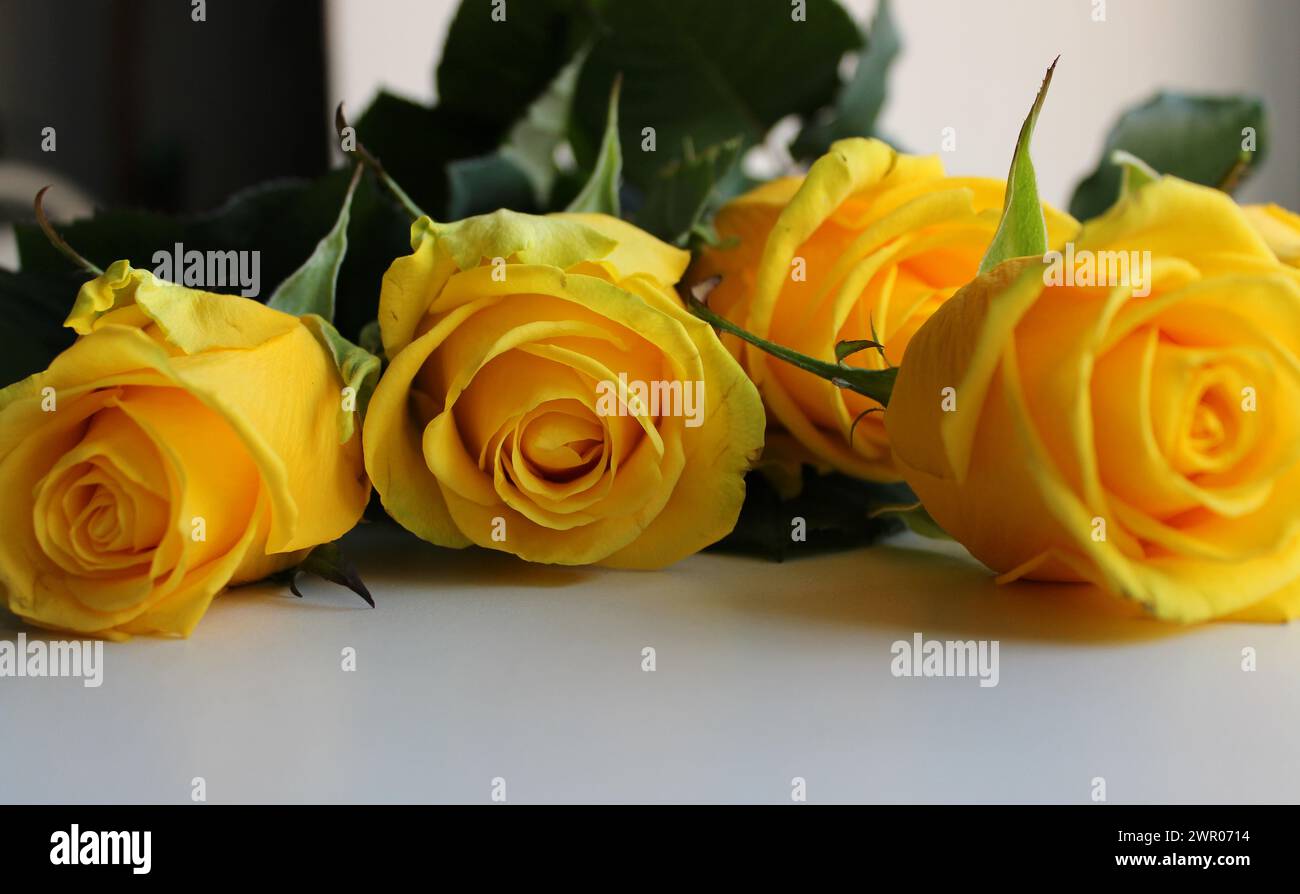 Detailed roses hi-res stock photography and images - Alamy