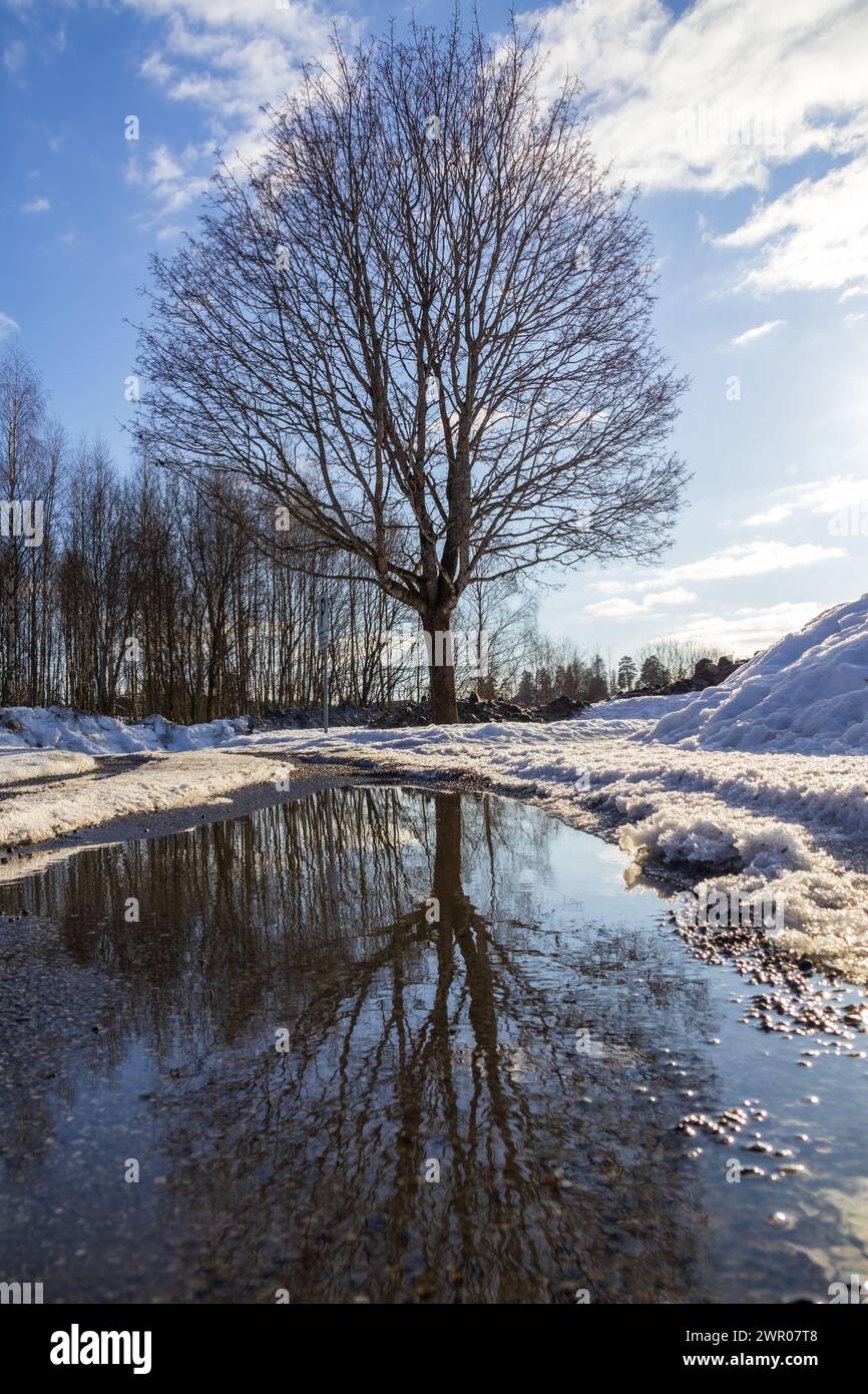 Tree reflecting in a puddle Stock Photo - Alamy