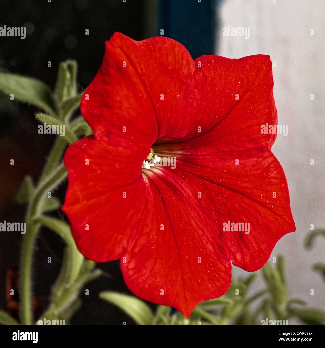 A bright red flower with a dark background, green leaves visible. The petals are vibrant and the ...