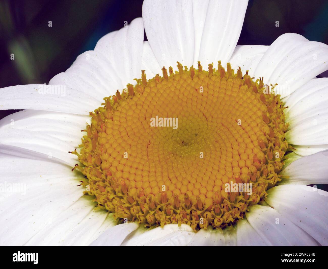 A close-up of a white daisy with a vibrant yellow center, surrounded by ...