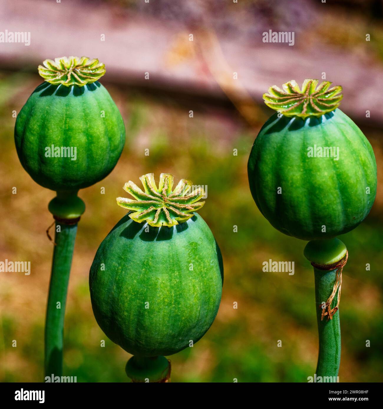 Poppy seed pods hi-res stock photography and images - Alamy