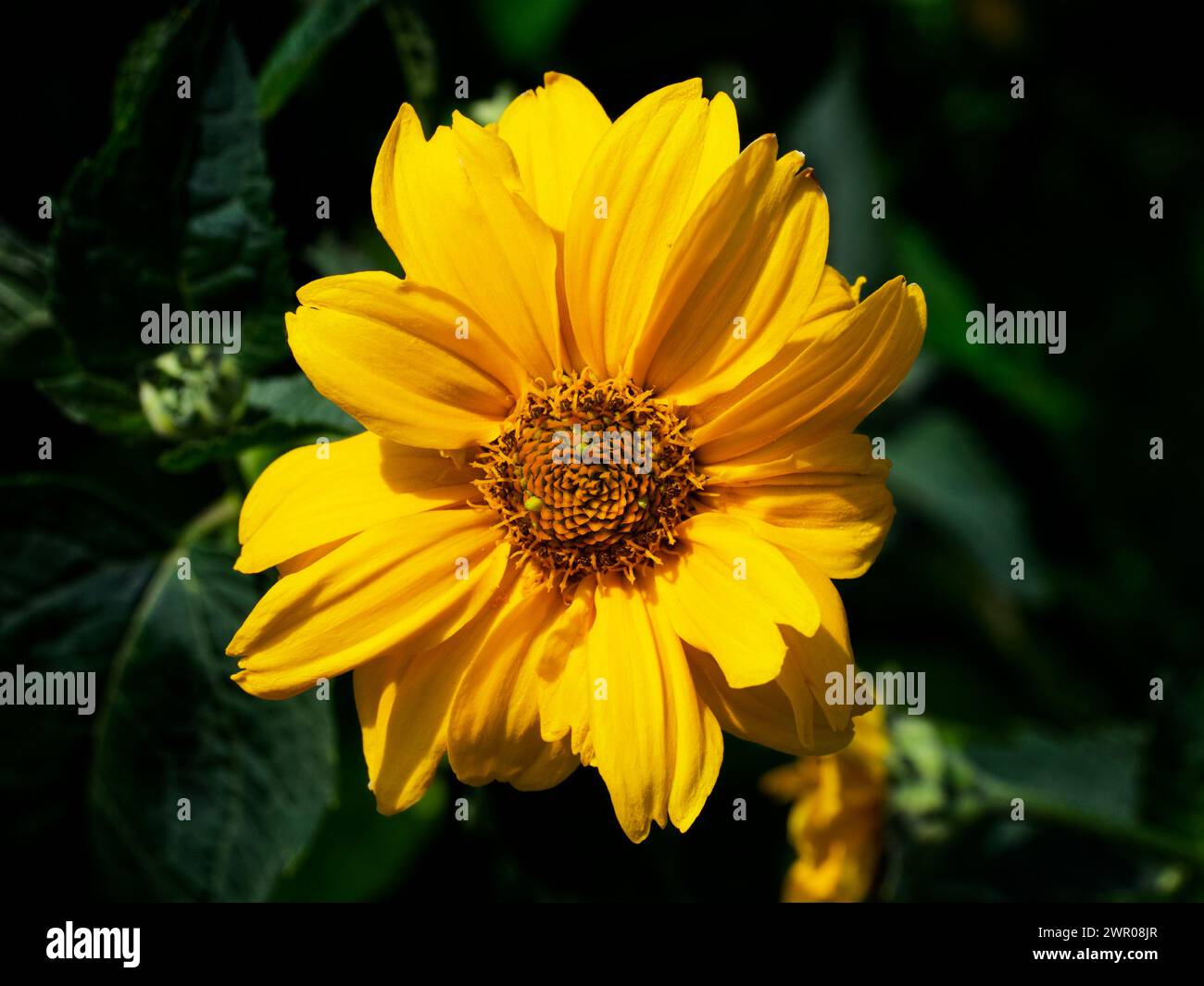 Sunlit daisy: delicate flower, fresh, natural beauty Stock Photo - Alamy