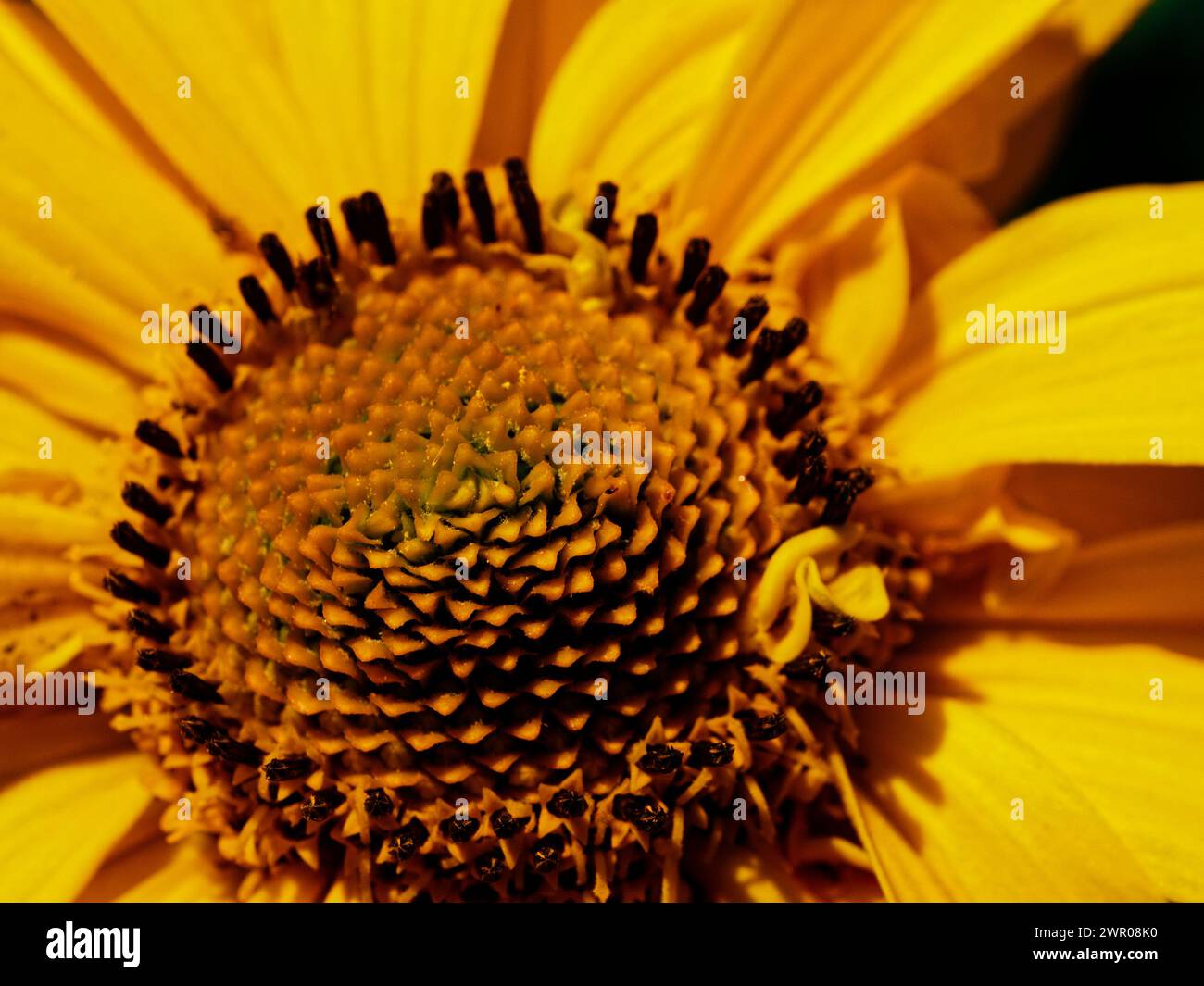 Life cycle of a plant image hi-res stock photography and images - Alamy