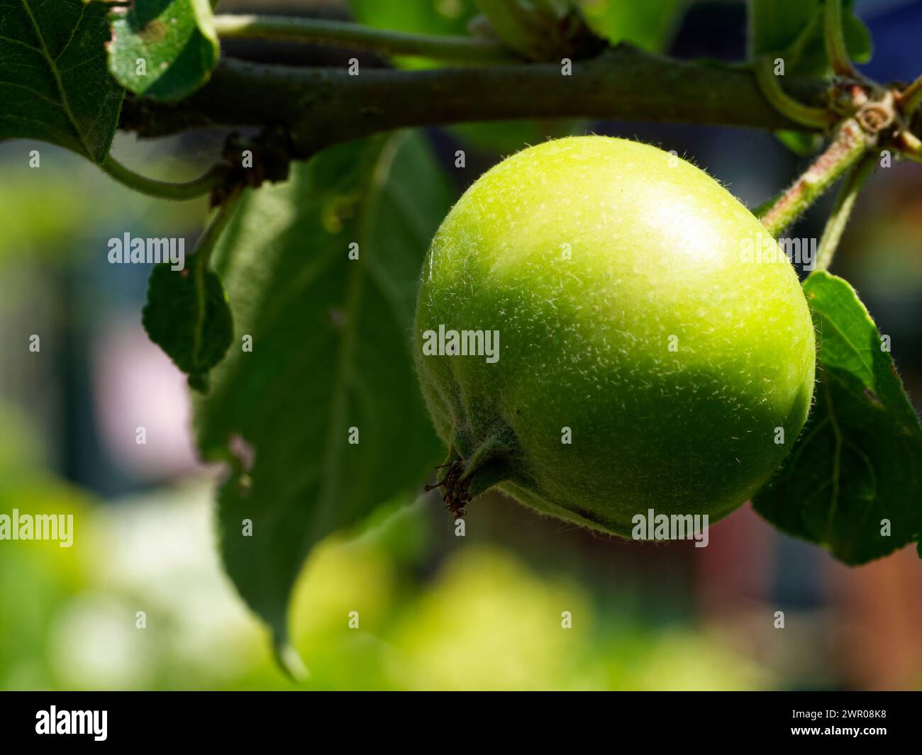 A young apple with water droplets is attached to a branch, amidst green ...
