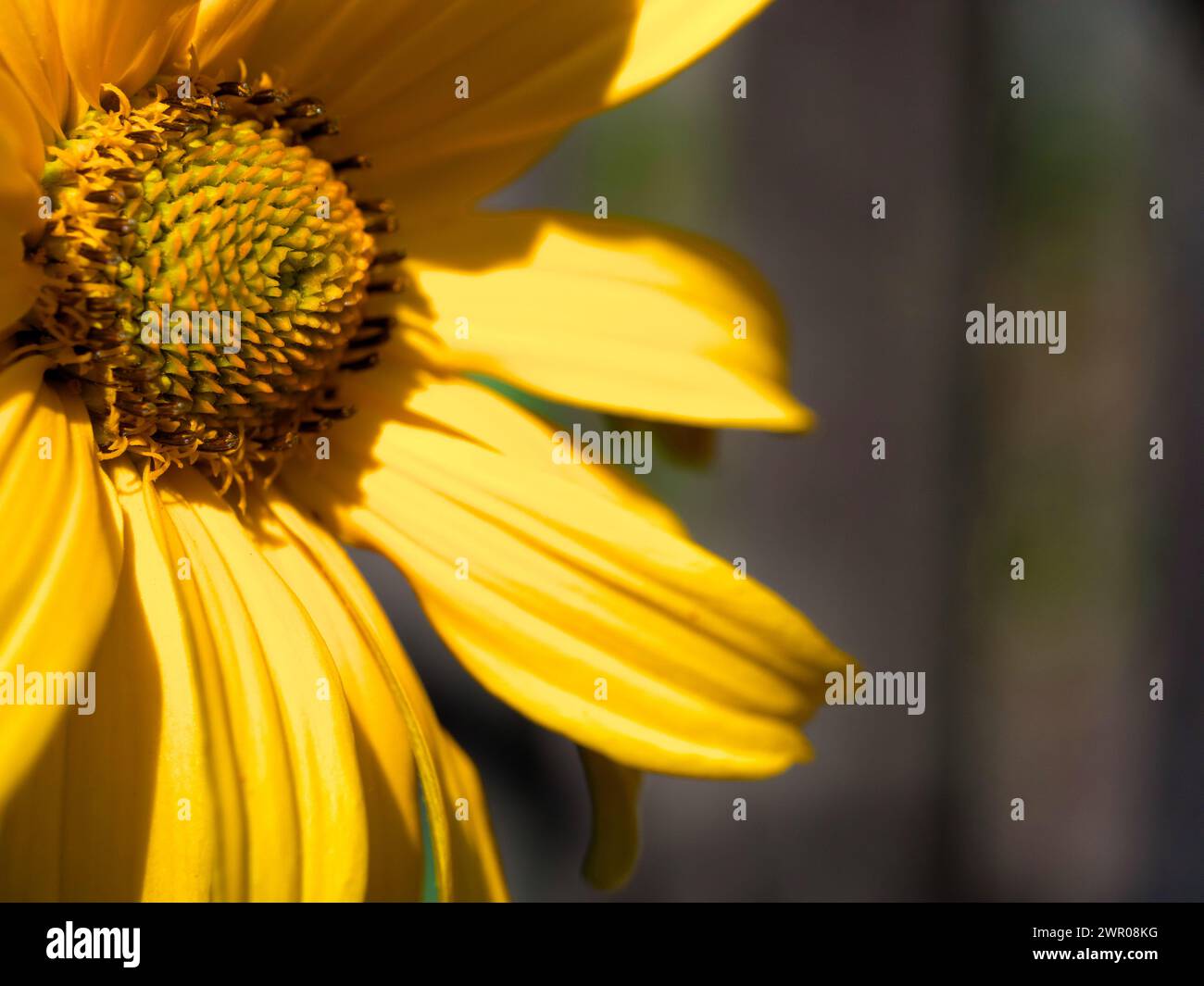 The image shows the detailed structure of a blooming flower’s center ...