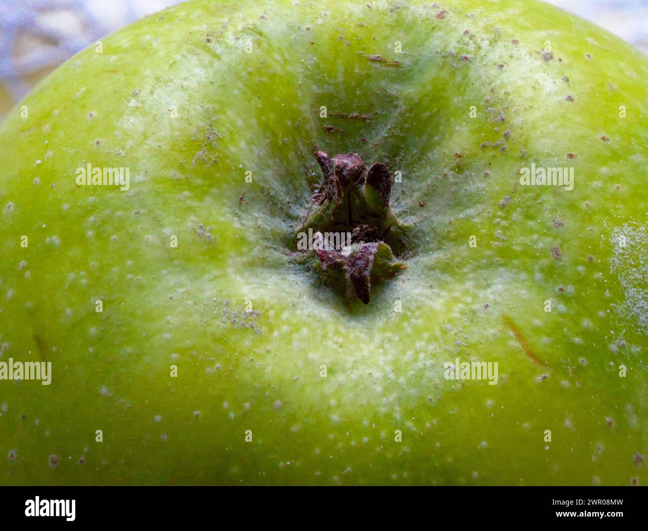The apple is green and has a small hole in the center. The apple is ...