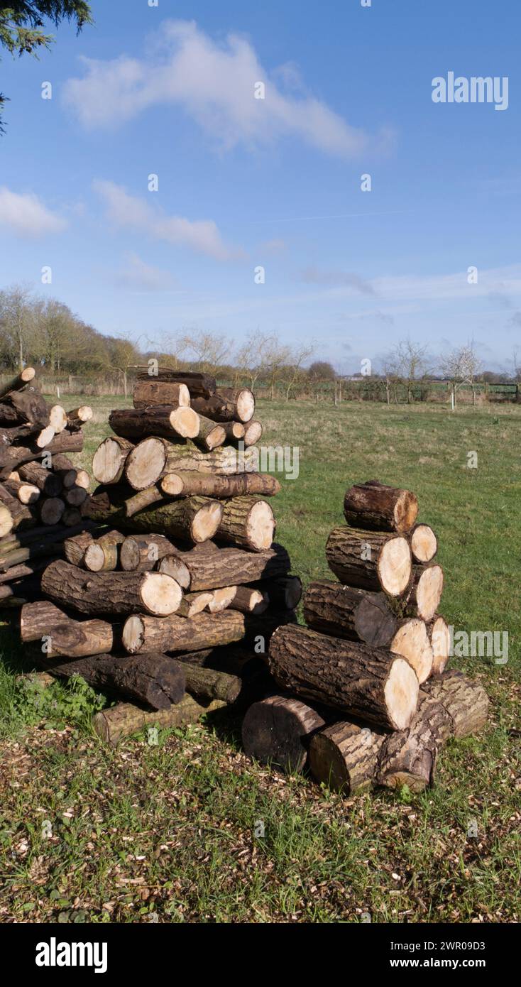 Log piles in a field Stock Photo - Alamy