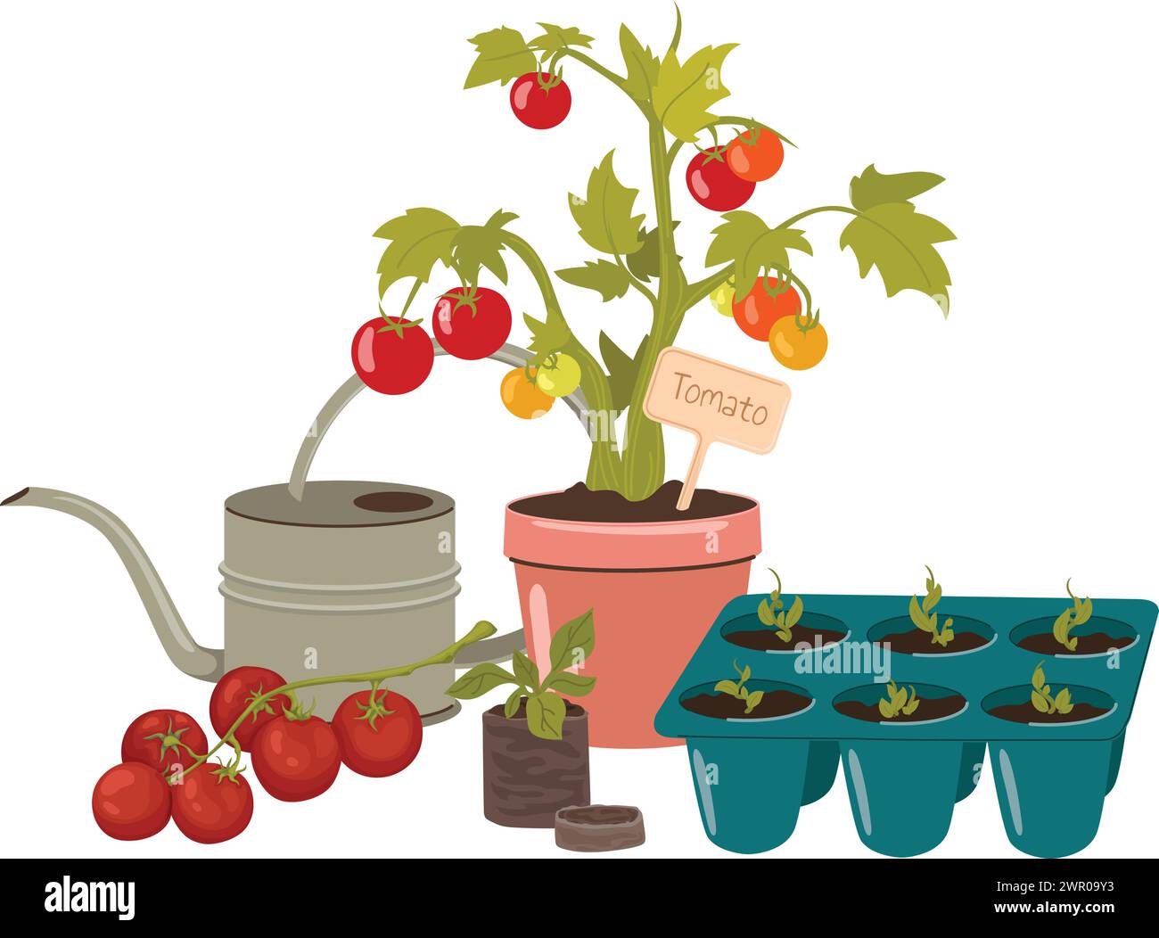 Garden composition growing tomatoes, gardening Stock Vector Image & Art - Alamy