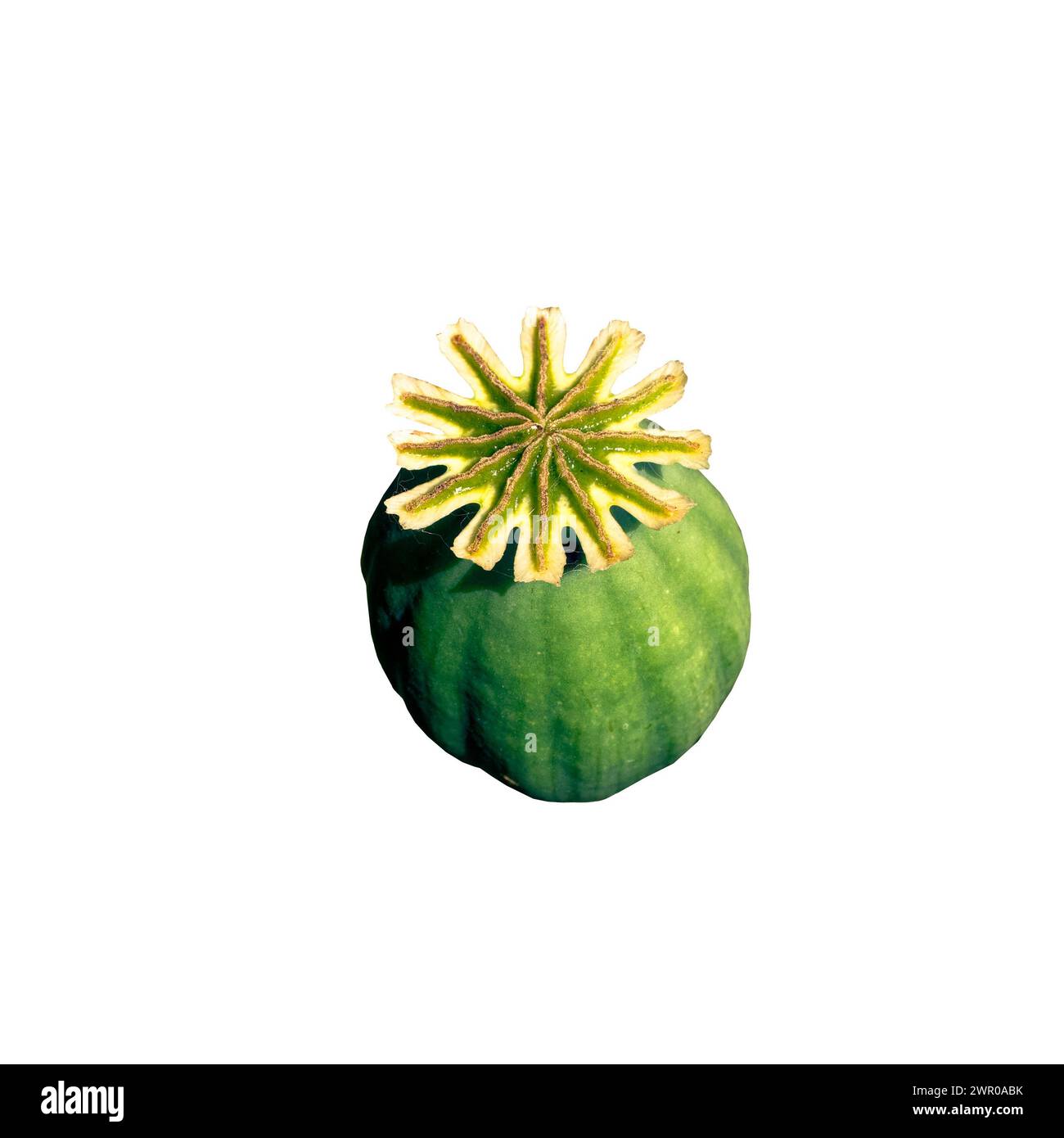 The image features textured poppy seed pod with distinct star-shaped ...