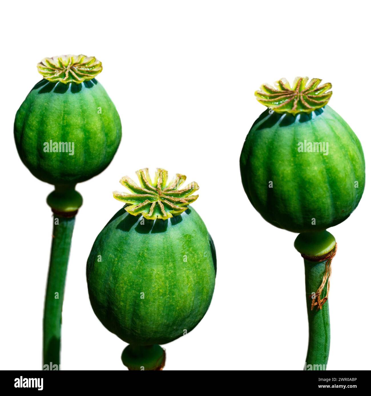 Radiating rays background Cut Out Stock Images & Pictures - Alamy