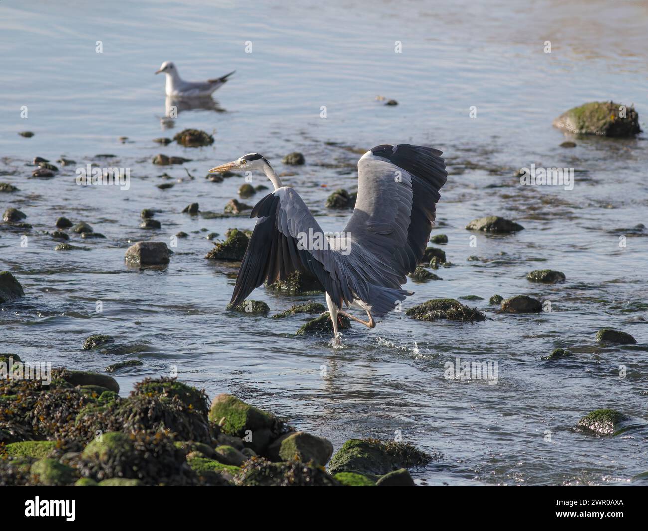 Douro river big heron during his fishing activity Stock Photo - Alamy