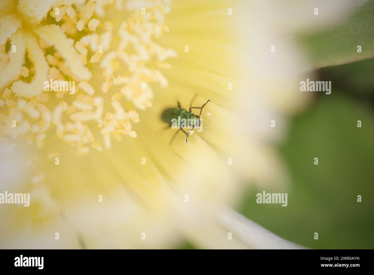 Small green metallic bug on a wild yellow flower Stock Photo - Alamy