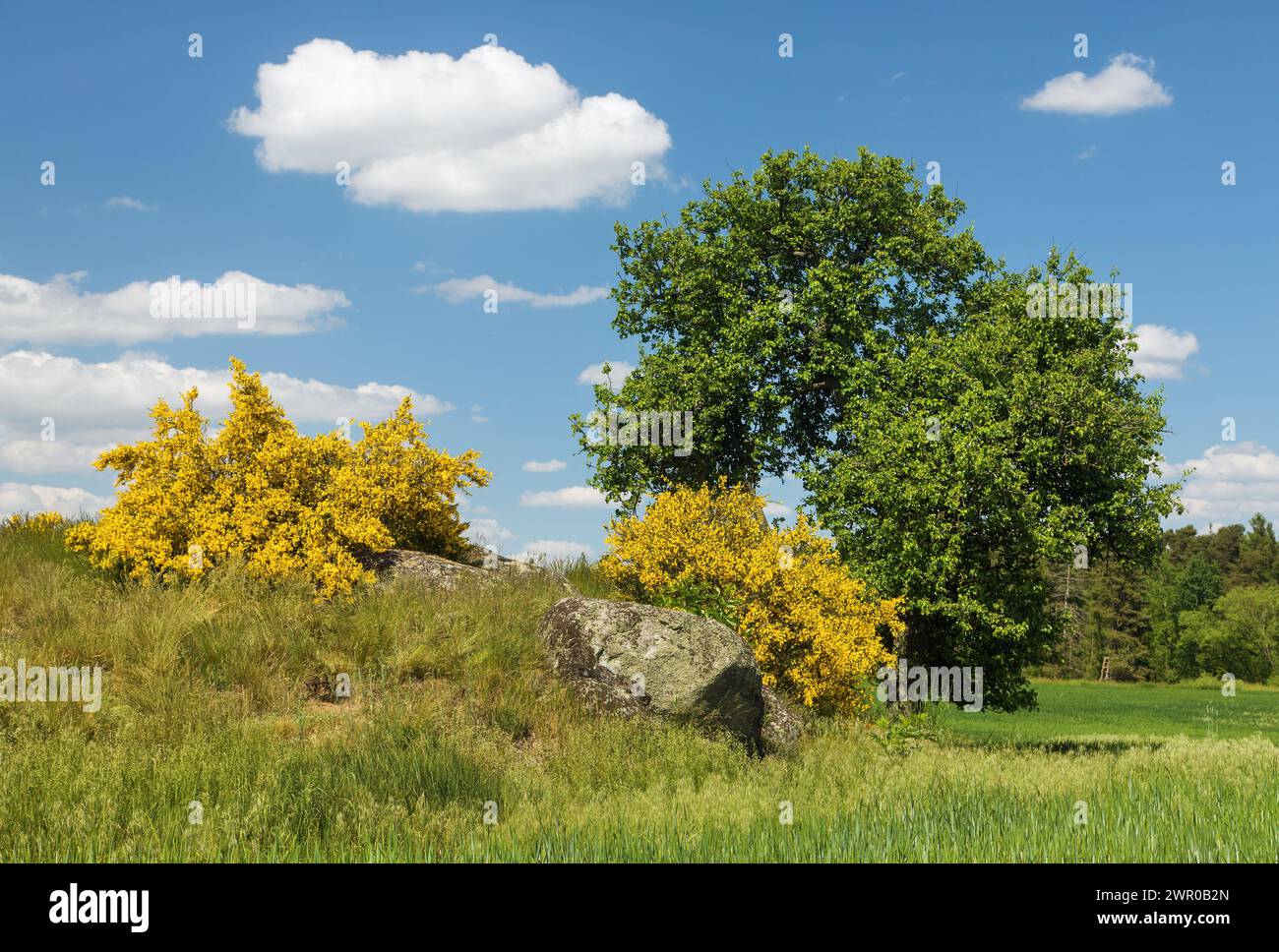 Common broom tree cytisus scoparius hi-res stock photography and images ...