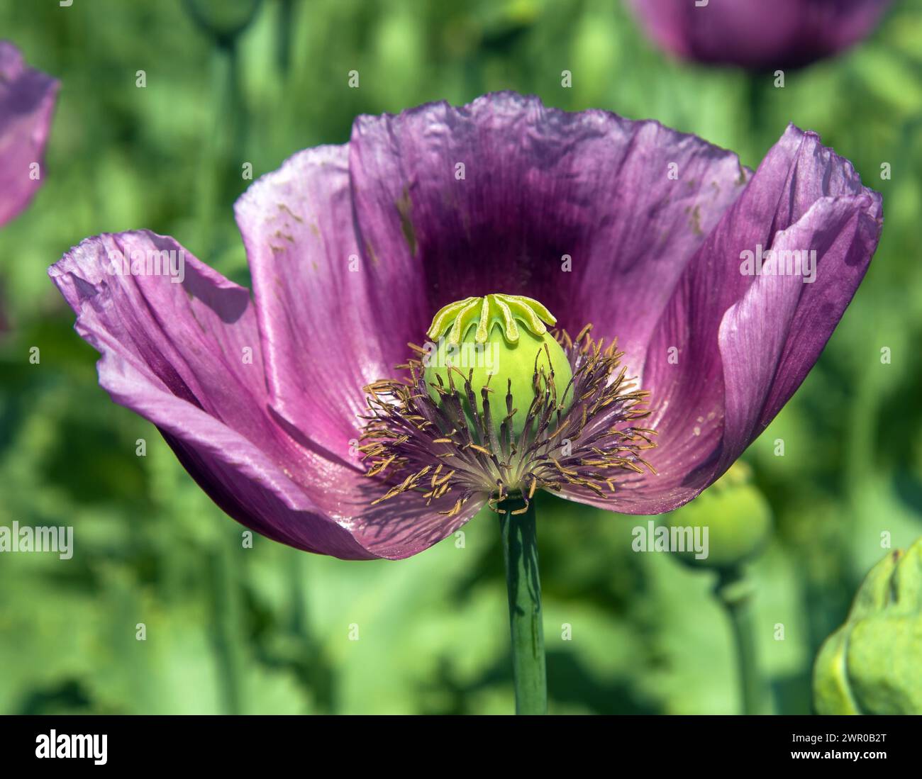 Detail of opium poppy flower, in latin papaver somniferum, dark purple ...