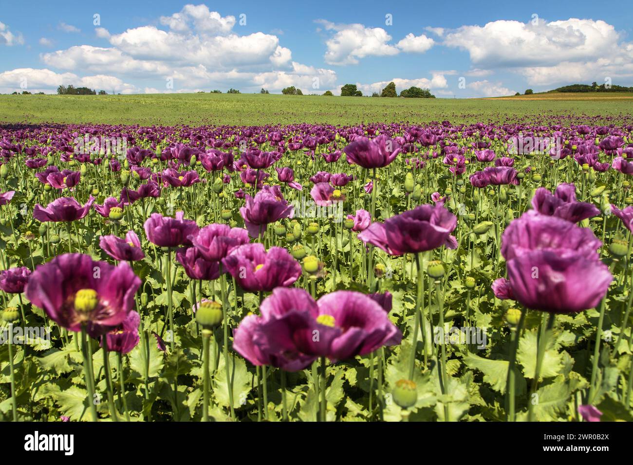 Flowering opium poppy field, in Latin papaver somniferum, dark purple ...