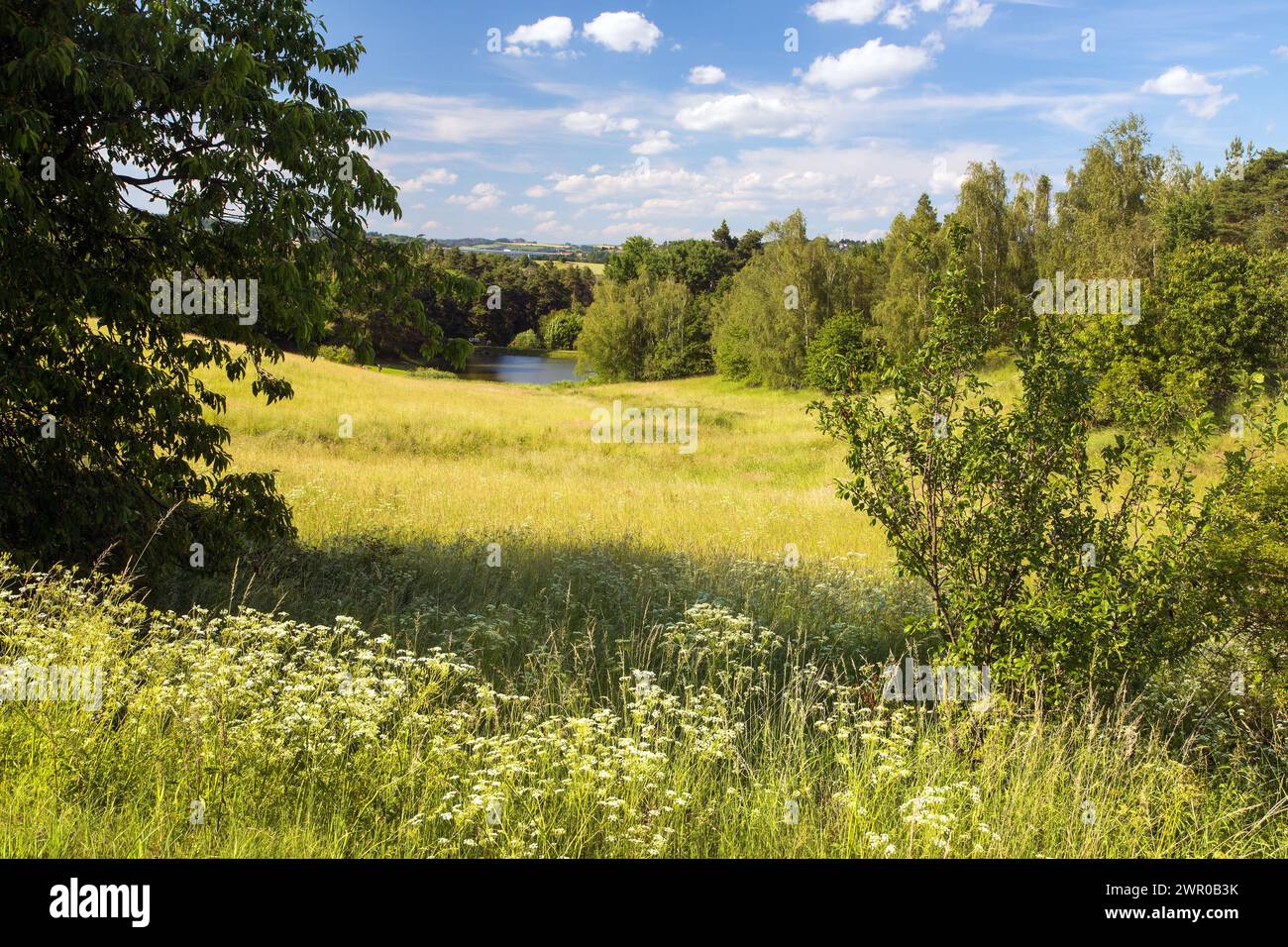 Meadow forest hi-res stock photography and images - Alamy