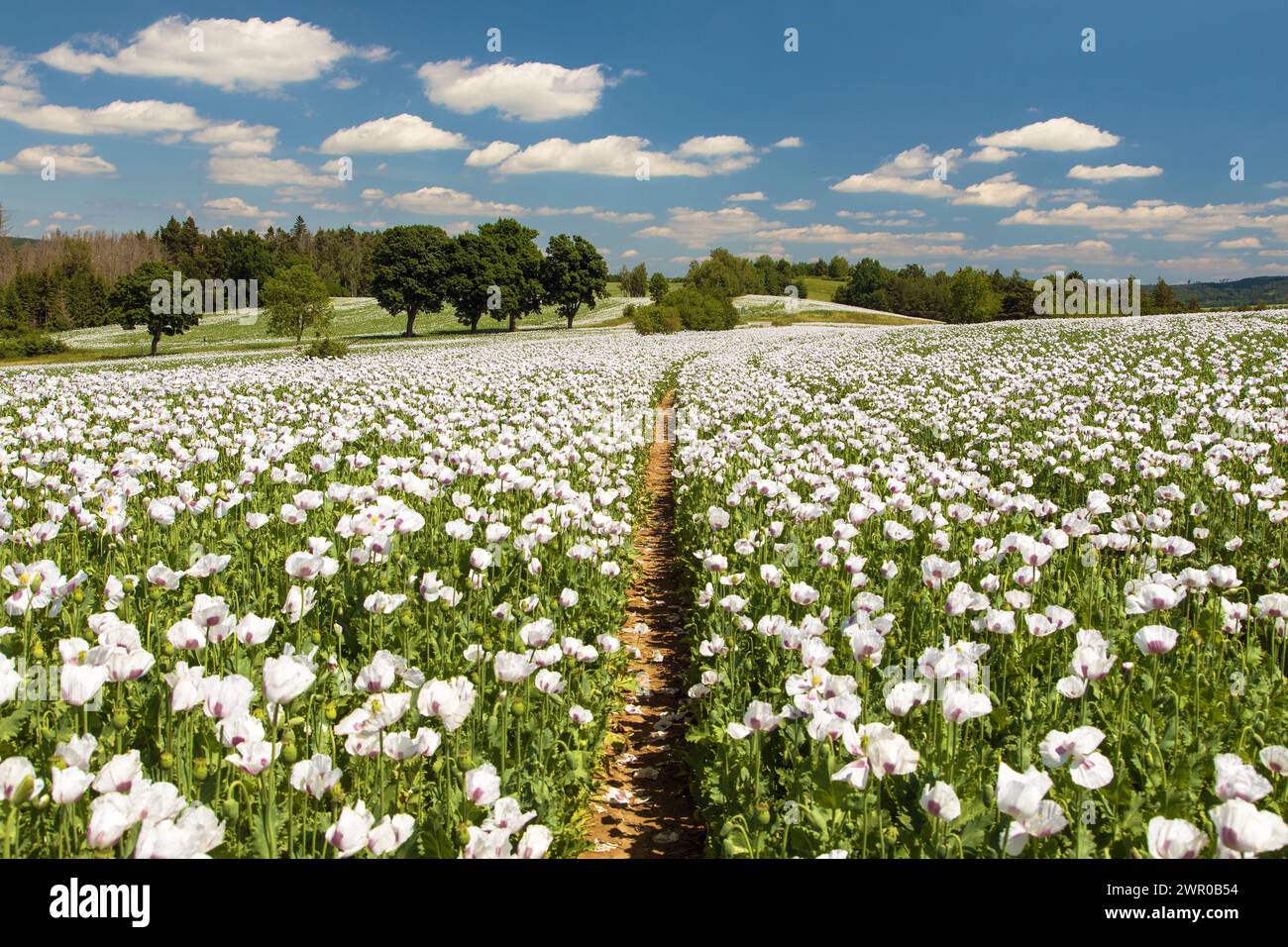 Flowering opium poppy field with pathway, in Latin papaver somniferum ...