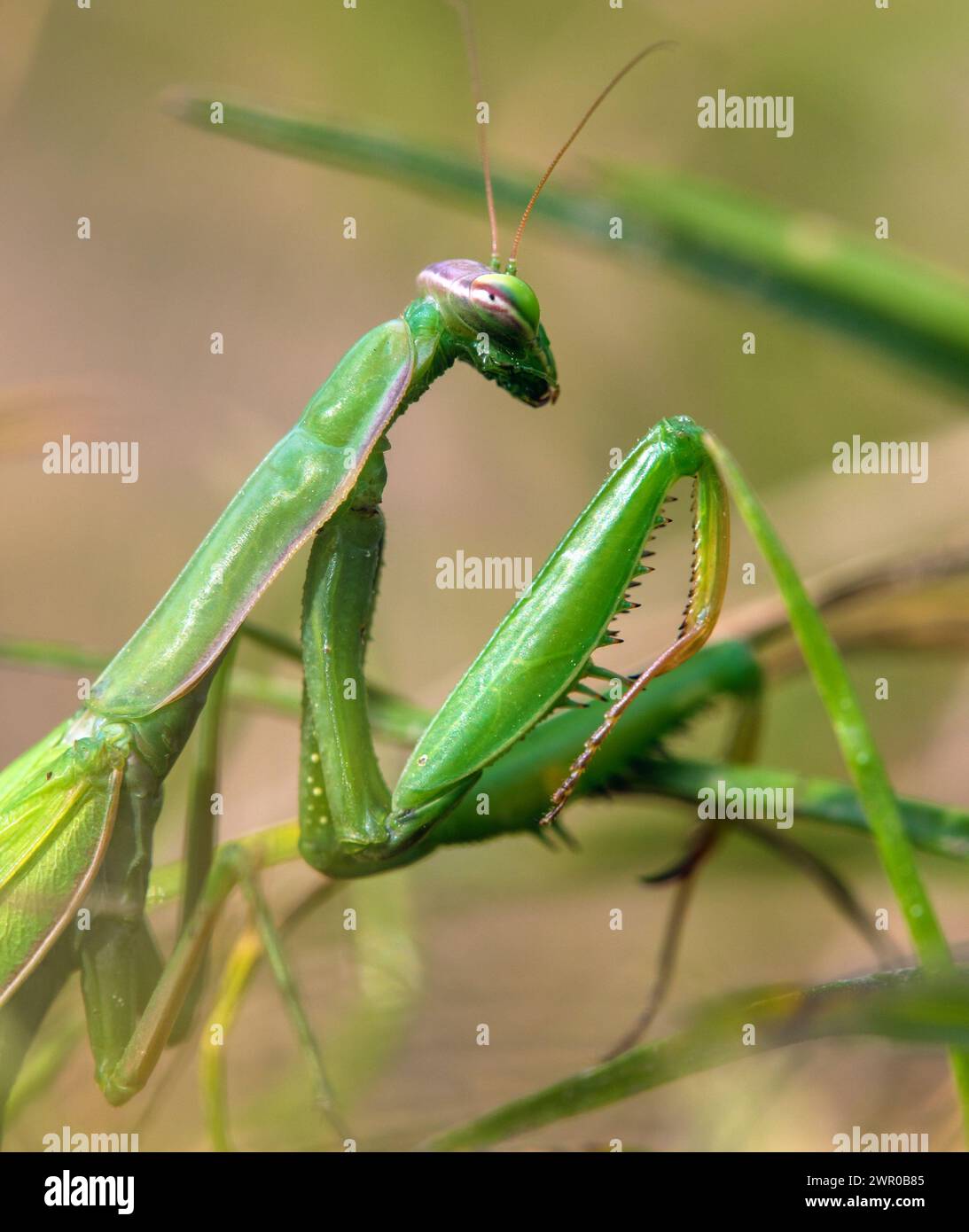European Mantis or Praying Mantis in latin Mantis religiosa Stock Photo ...