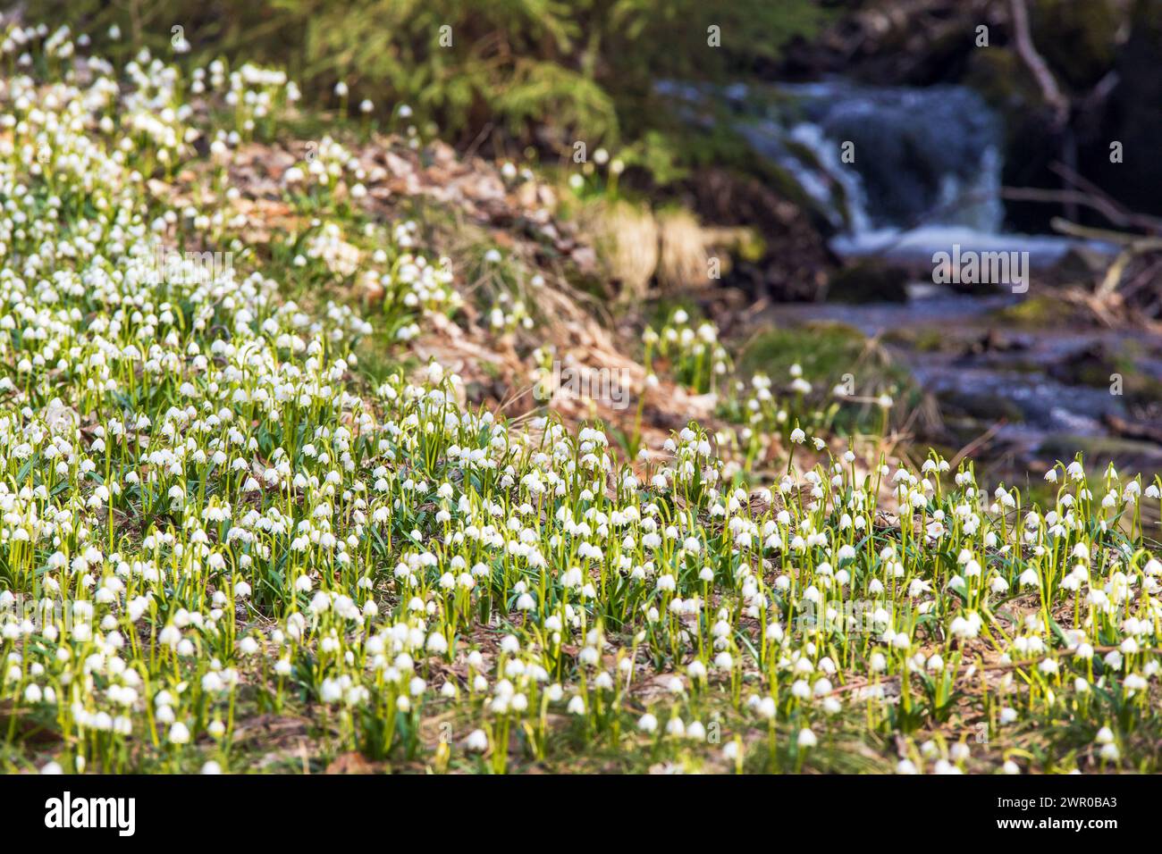 spring snowflake flowers in latin leucojum vernum and a little brook ...