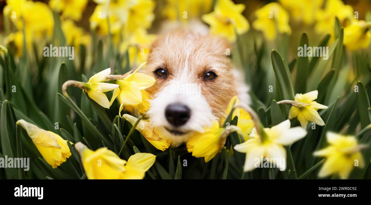Happy cute smiling dog puppy face in the daffodil flowers in spring ...