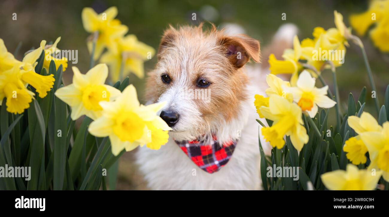 Happy cute smelling dog face in the daffodil flowers in spring. Easter ...
