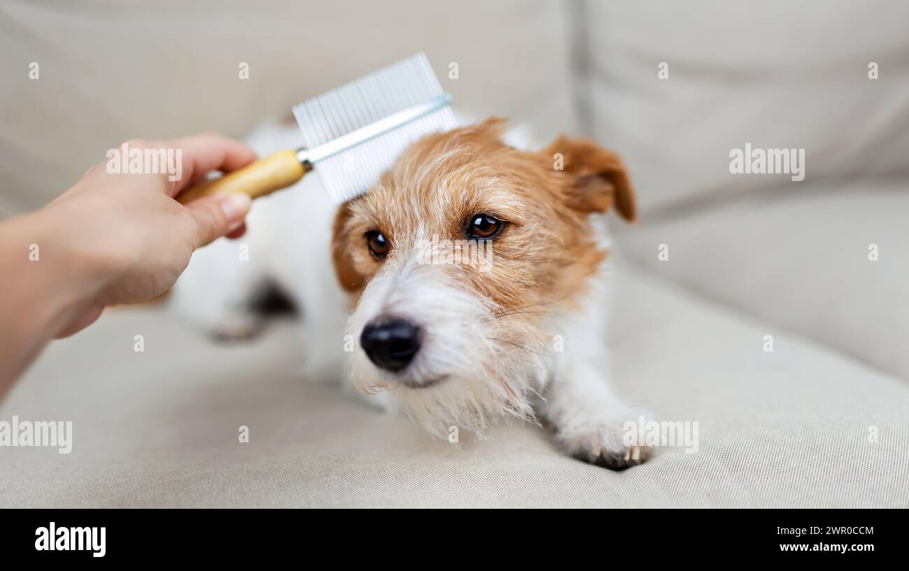Owner's hand brushing, combing her shedding fluffy dog's hair. Pet care ... Owner's hand brushing, combing her shedding fluffy dog's hair. Pet care ...