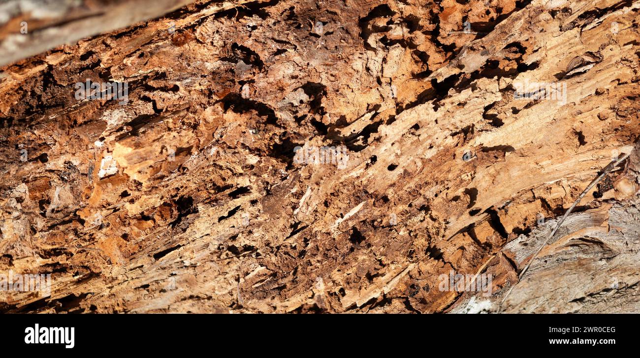 Old rotten wood hi-res stock photography and images - Alamy
