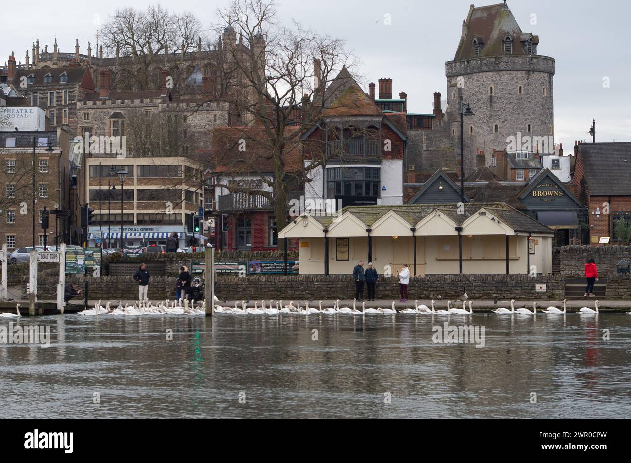 Eton, Windsor, UK. 9th March, 2024. Hungry swans line up on the River ...