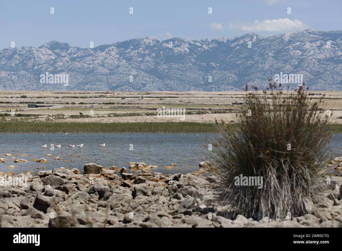 Croatian bird reservation and stopover during autumn migration Stock ...