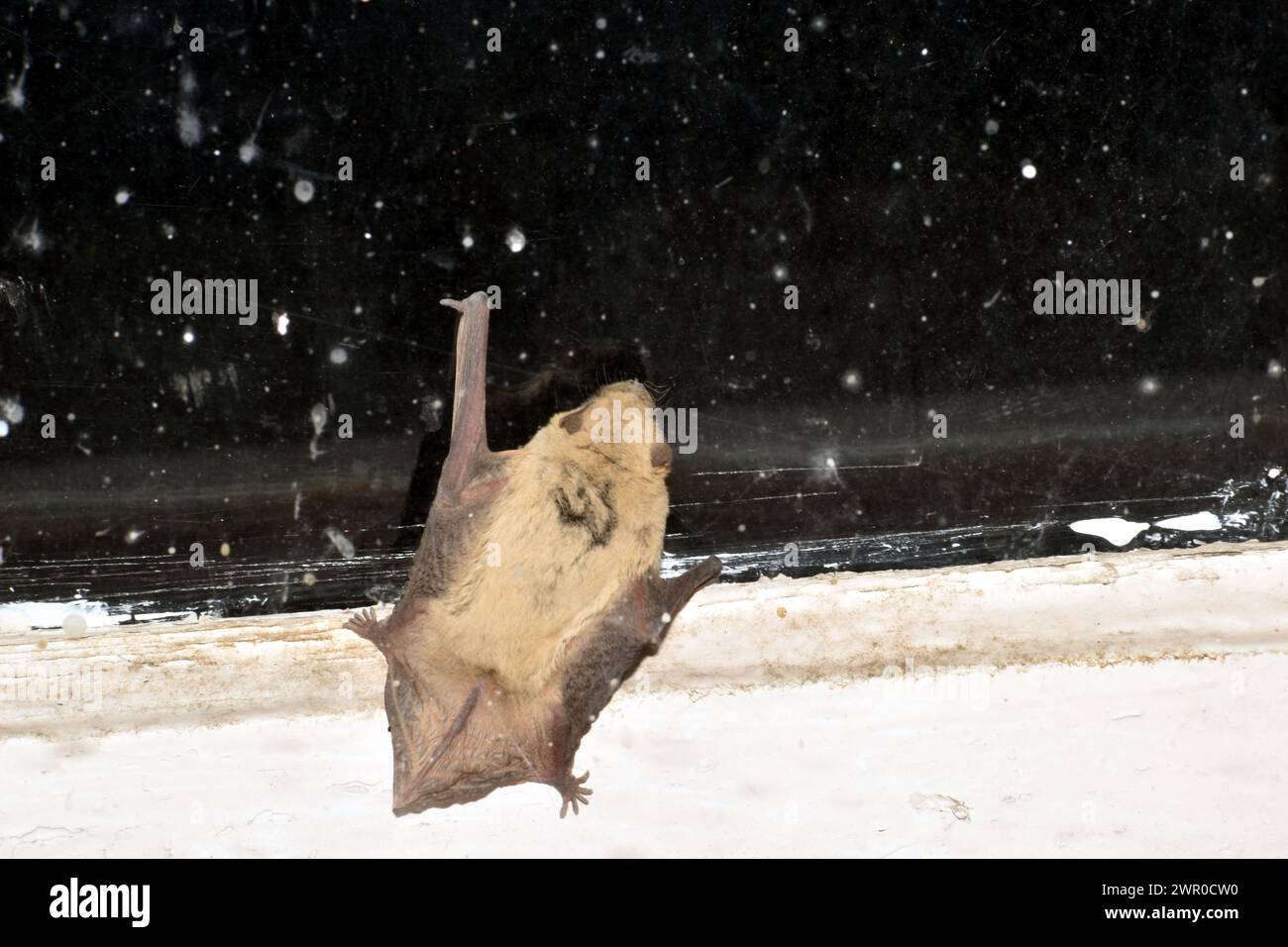 A gray bat flew into the room. I was scared. She is pressed against the ...