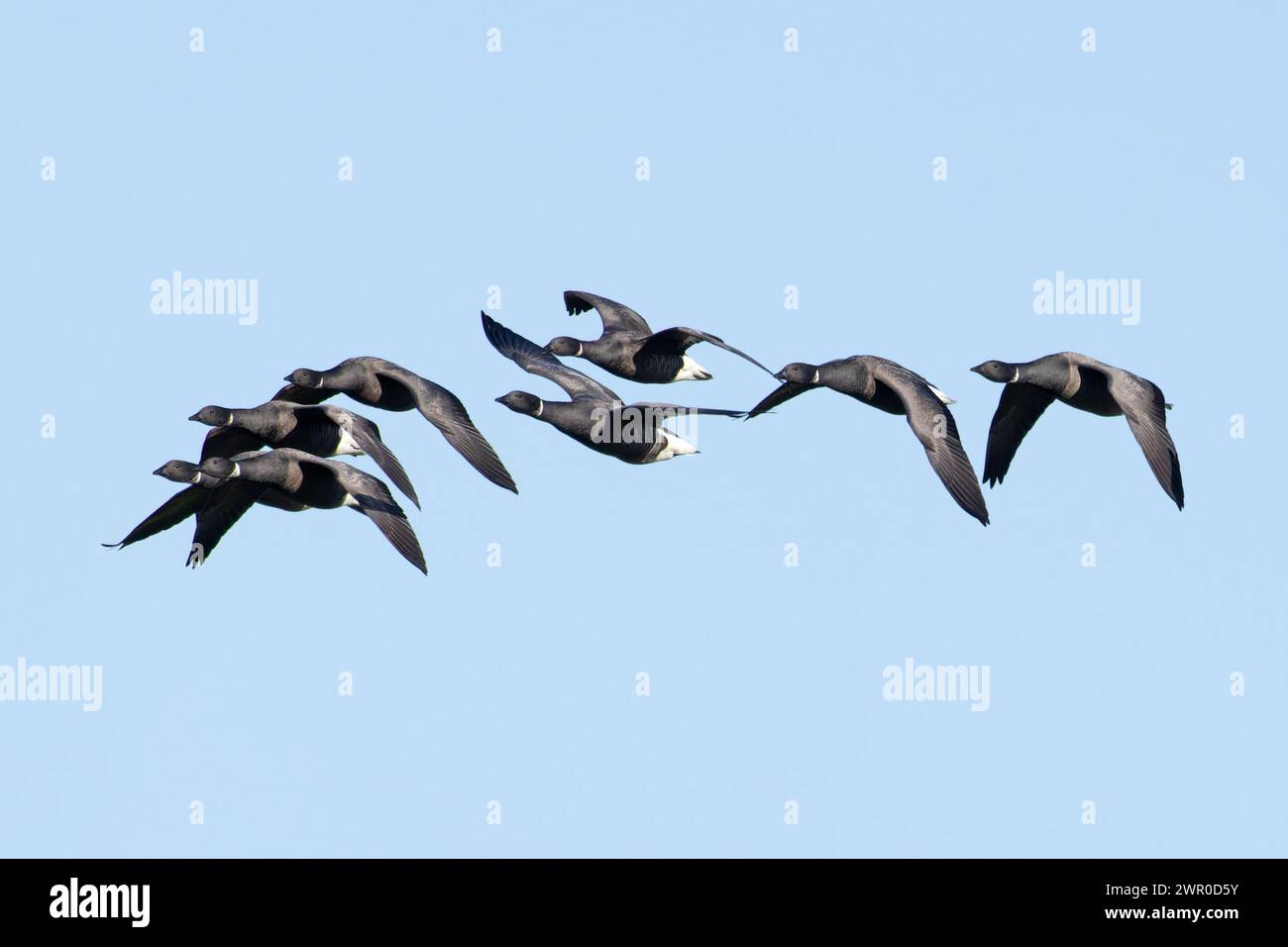 Dark-bellied Brent Goose (Branta bernicla bernicla) flock flying ...