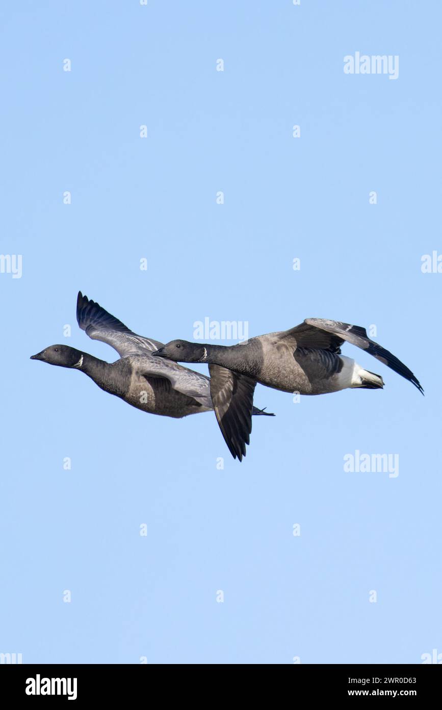 Dark-bellied Brent Goose (Branta bernicla bernicla) flock flying ...