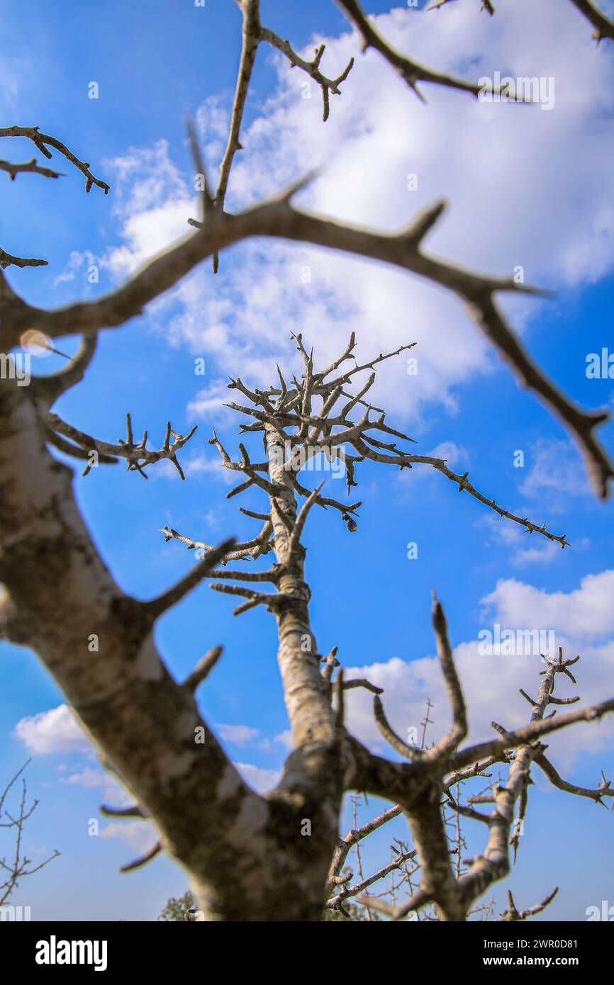 “Springtime Splendor: Israel’s in Bloom” Stock Photo - Alamy