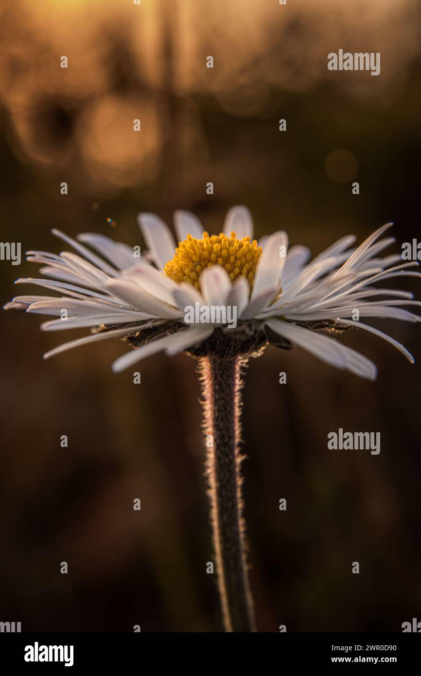 “Springtime Splendor: Israel’s in Bloom” Stock Photo - Alamy