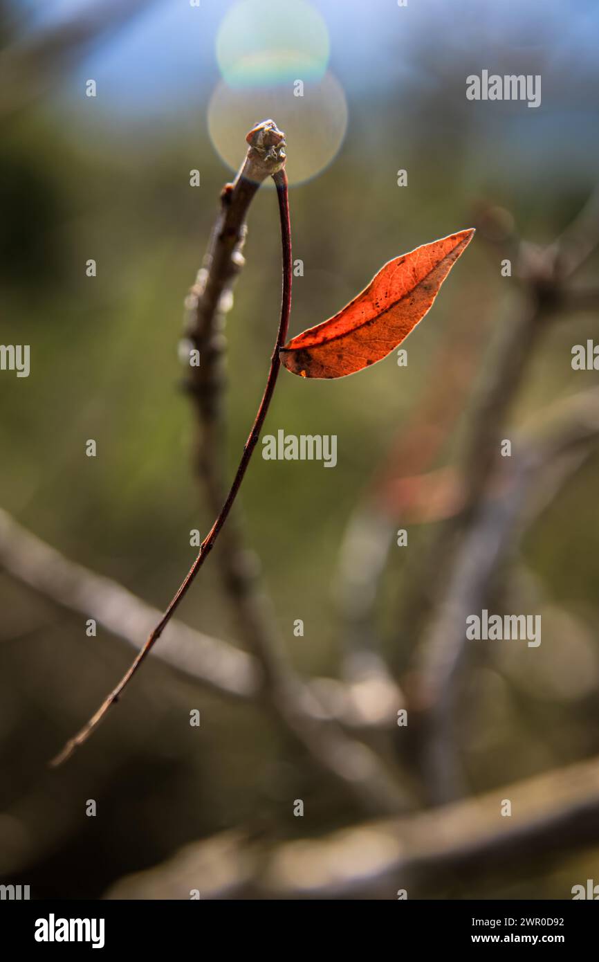 “Springtime Splendor: Israel’s in Bloom” Stock Photo - Alamy