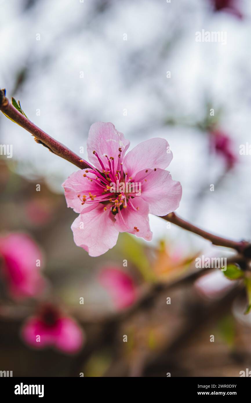 “Springtime Splendor: Israel’s in Bloom” Stock Photo - Alamy
