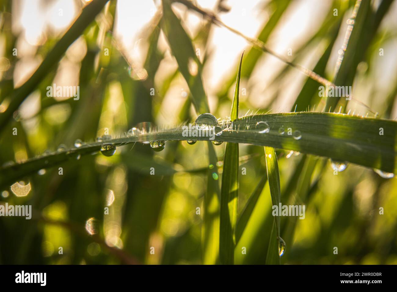 “Springtime Splendor: Israel’s in Bloom” Stock Photo - Alamy